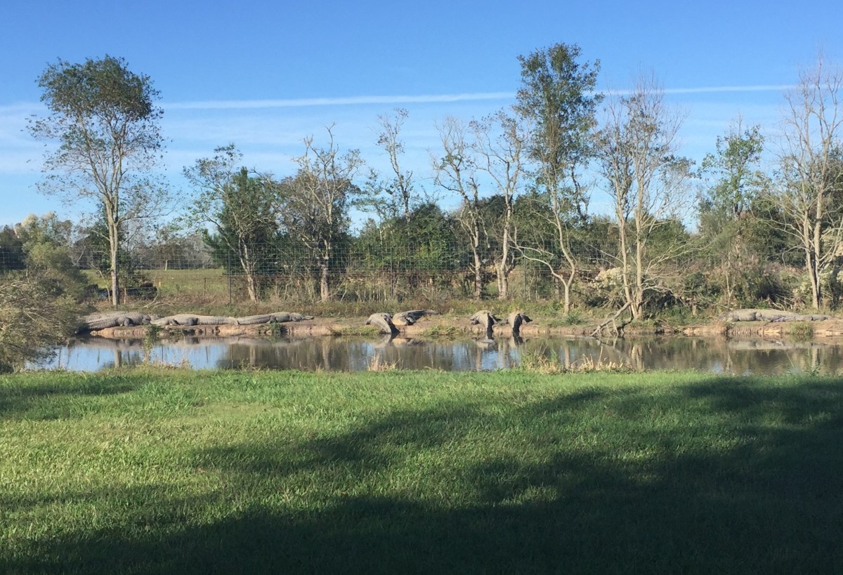 Quest for ‘Gators | The Nomadic Life
